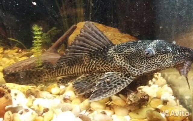 Сом плекостомус 25 см в добрые руки