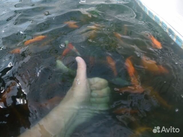 Рыба для пруда 20-200шт