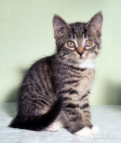 Очаровательная малявочка-красавица ищет Семью