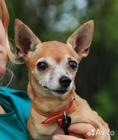 Глаша, 10 лет, 30 см