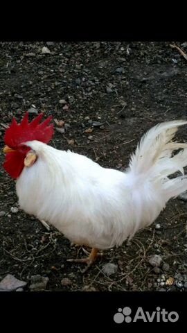 Петухи Легорн
