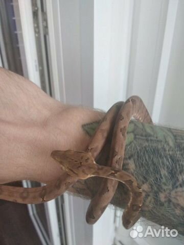 Удав садовый (corallus hortulanus)