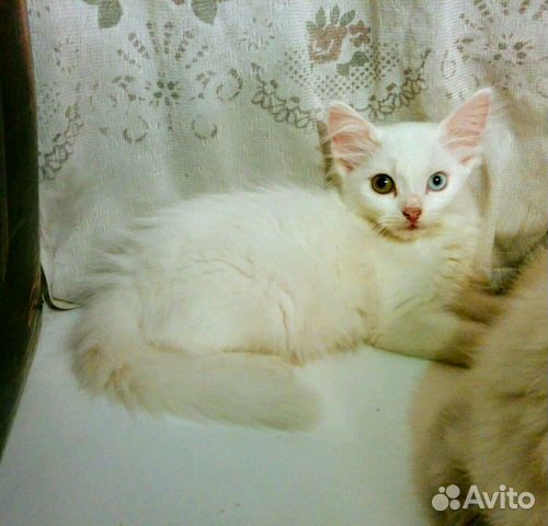 Девочка эксклюзив Глазки разные