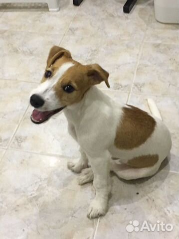 Щенок джек-рассел терьера