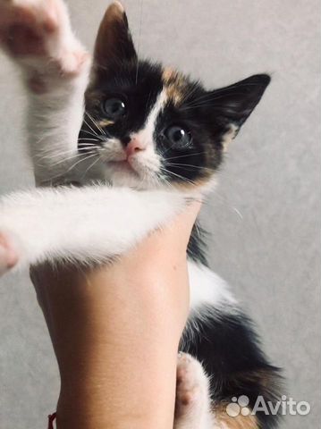 Котенок Ляля ищет дом