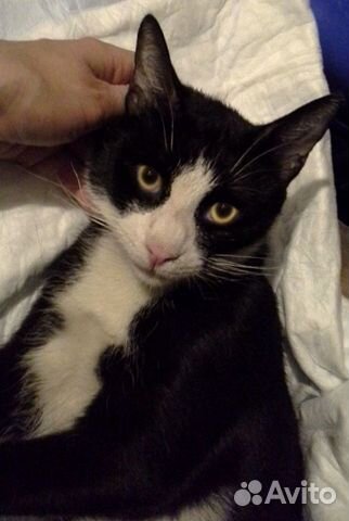 Ласковая кошка по имени Носатенькая