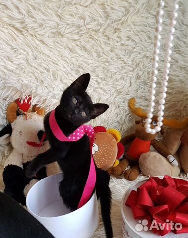 Котята породы Бомбей