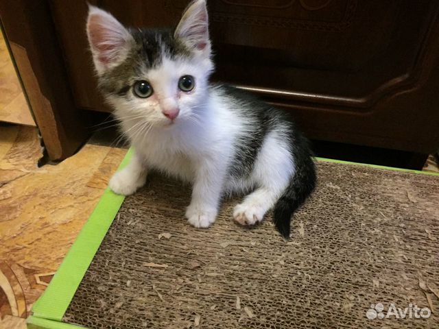 Котёнок Сеня ищет дом Спасён из рук смерти