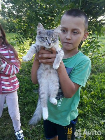 Котятушки для людей с добрым сердцем
