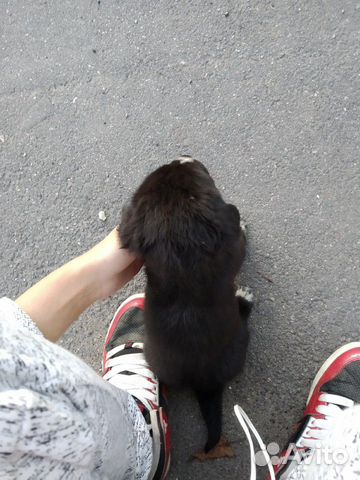 Отдаем в добрые рукищенят кане-корсо+овчаро-дворня