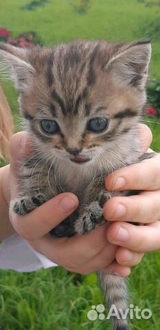 Шотландский котенок