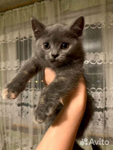 Шотландский котенок (кошечка)