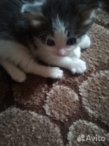 Котенок