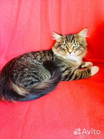 Котята в дар