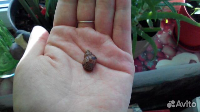 Улитка, маленькие и большие