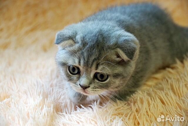 Котёнок (девочка) шотландская - вислоухая