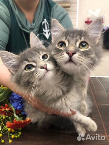 Невероятно красивые дымки в дар