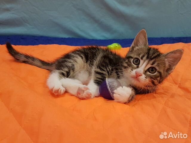 Котенок в хорошие добрые руки