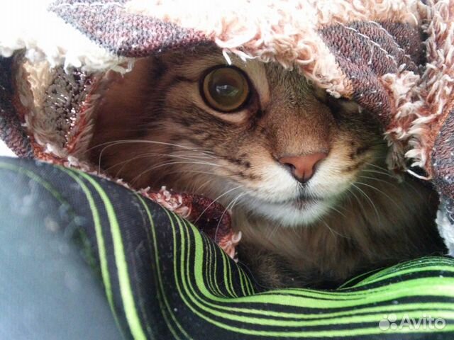 Сибирский кот