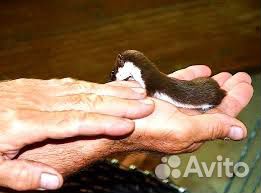 Ласка животное