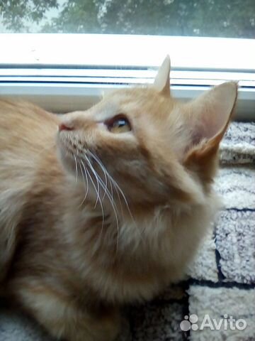 Красивый рыжий котоподросток ищет хорошего хозяина