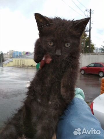 Котятки ребятки