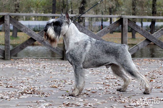Щенки шнауцера перцовые