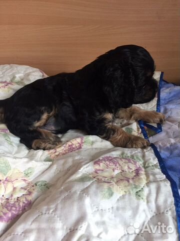 Щенок американского кокер-спаниеля