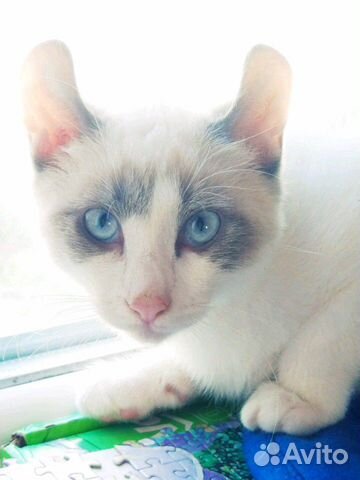 Котик