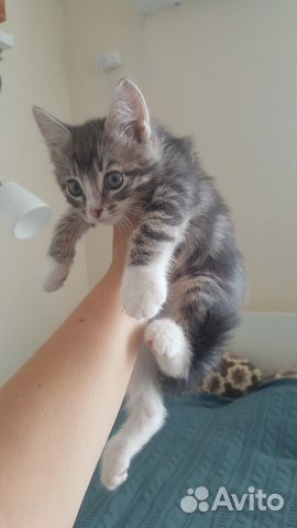 Котенок - бобтейл