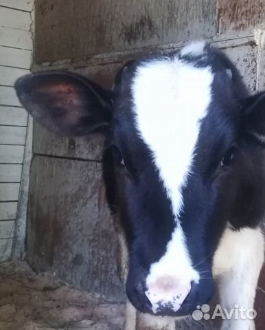 Бычек. 5.5 мес