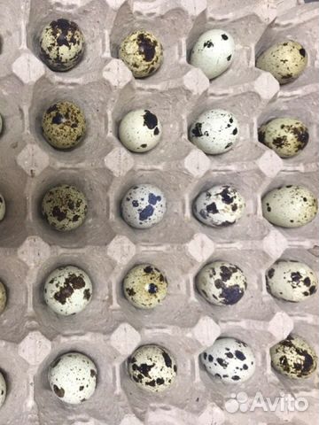 Перепела, инкубационное яйцо. Техасцы