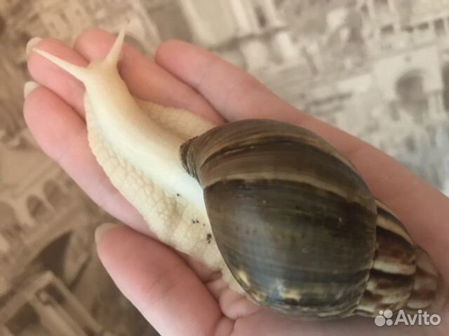 Улитка Ахатина