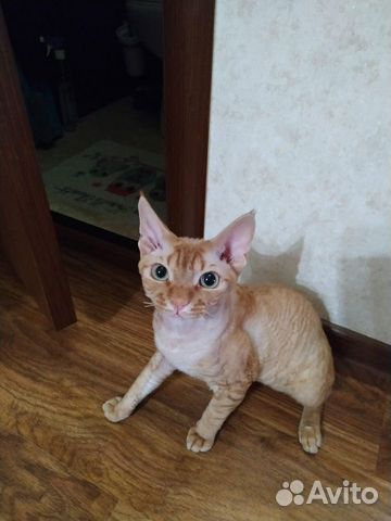 Девон-рекс 9 месяцев