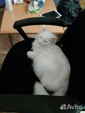 Кот