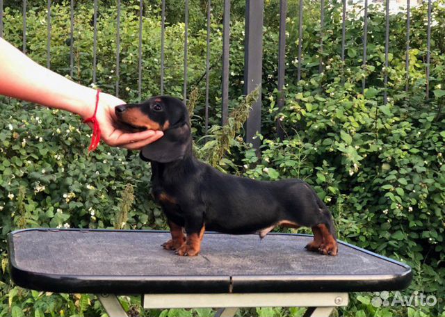 Кроличья г/ш такса