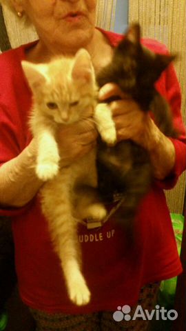 Киски- малышки