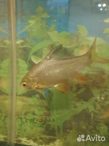 Барбус лещевидный