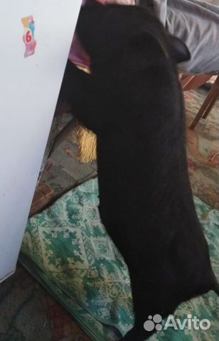 Ласковый мини пиг мальчик 3 месяца