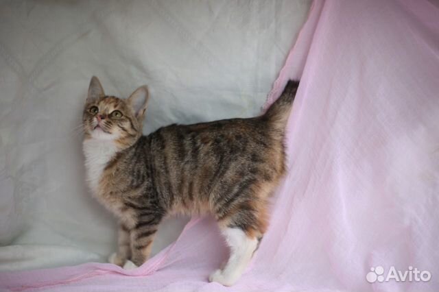 Котенок в добрые руки