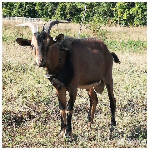 Альпийский козлик продажа или обмен на козочку