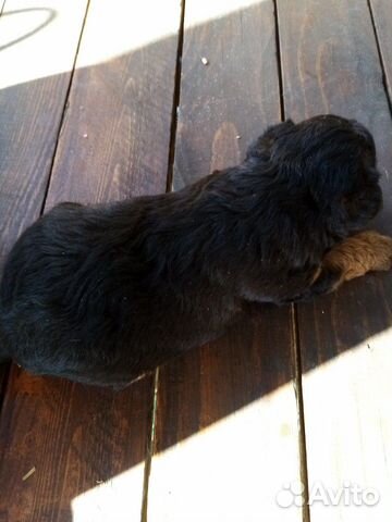 Щенок, породы Вельштерьер