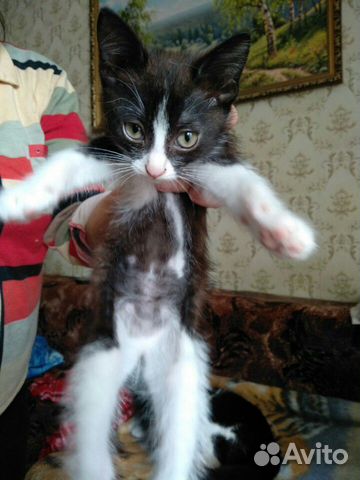 Кошечка 1,5 мес
