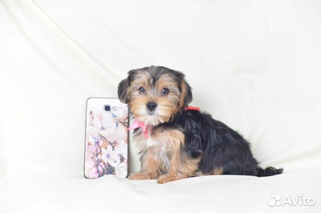 Морки или Йорктиз (Мальтезе+Йорк)