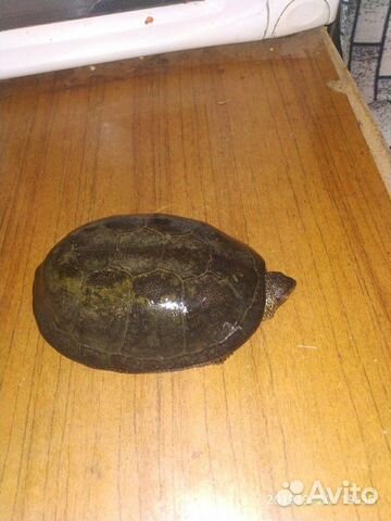 Черепаха речная