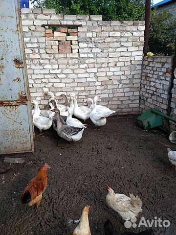Гуси белые 5 штук в связи отездом