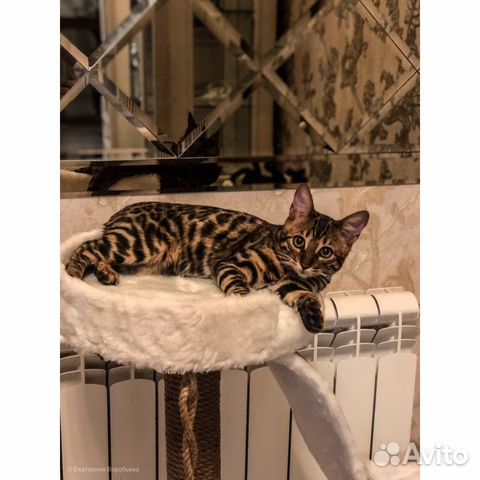 Продаю кошку