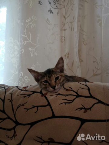 Котята от кошки ориентала