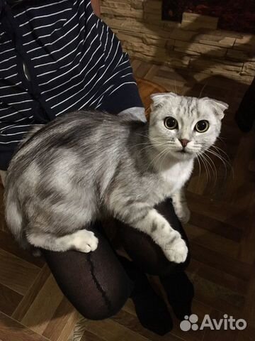 Британец и шатландец