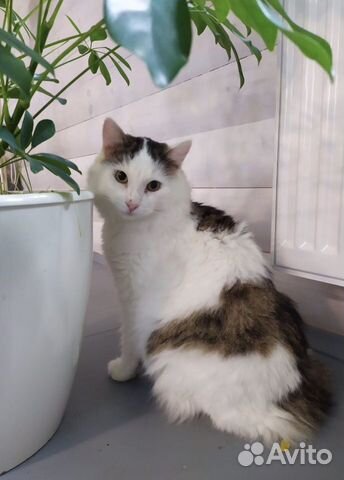 Кирюша в добрые руки)